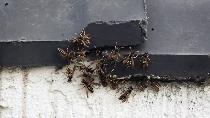 Fruit Fly Group On Nest Stock Footage Video 3393389 Shutterstock