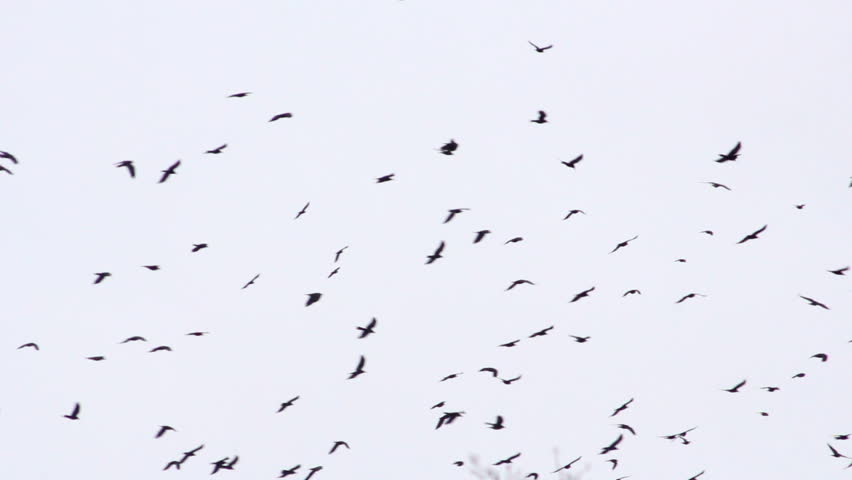 A Lot Of Small Black Birds Flying Against A Blue Sky. Flocks Of Birds ...