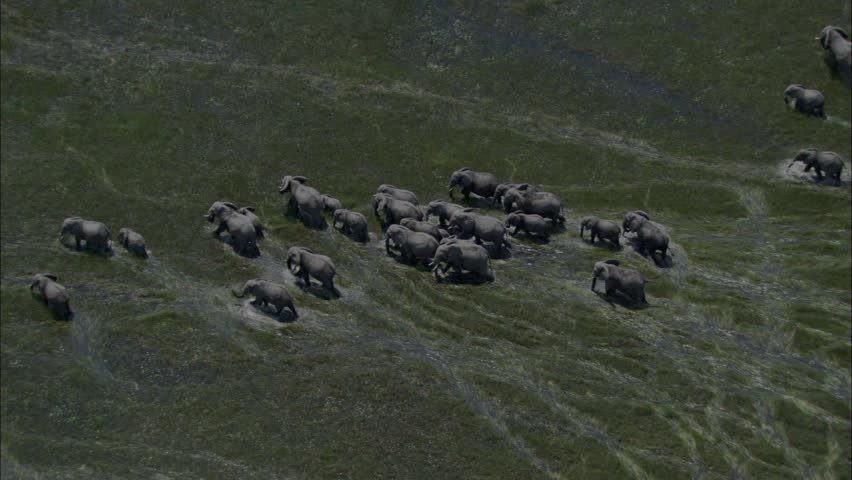 Elephants Marsh Migration Wildlife Marching. A Spectacular Look At A ...