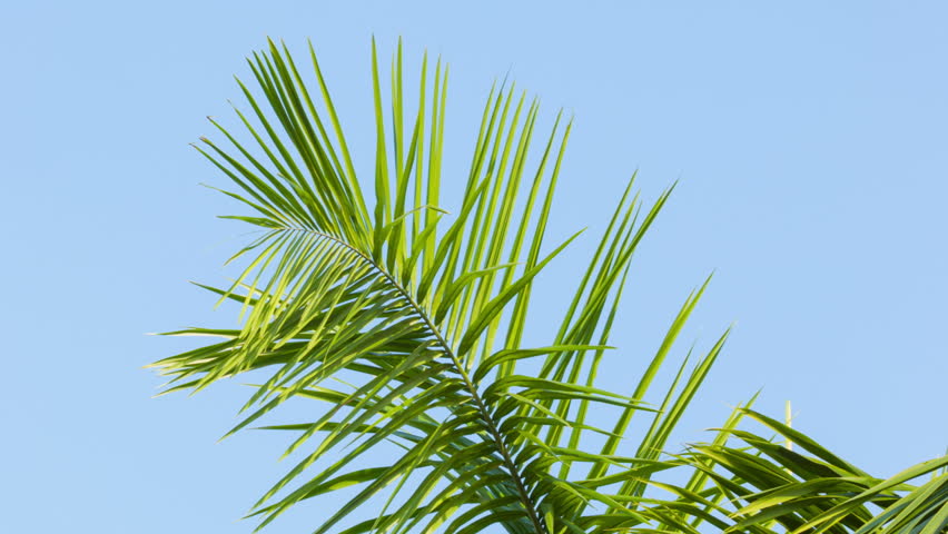 High Definition Video Swaying Palm Frond On Blue Sky Background Stock high-definition-video-swaying-palm-frond-on-blue-sky-background-stock