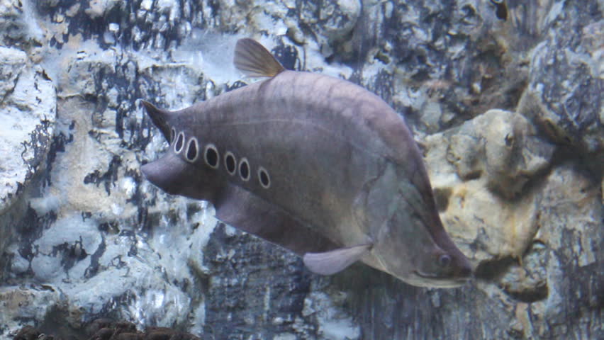 Clown Featherback, Clown Knifefish, Clown Featherback Záběr Video ...