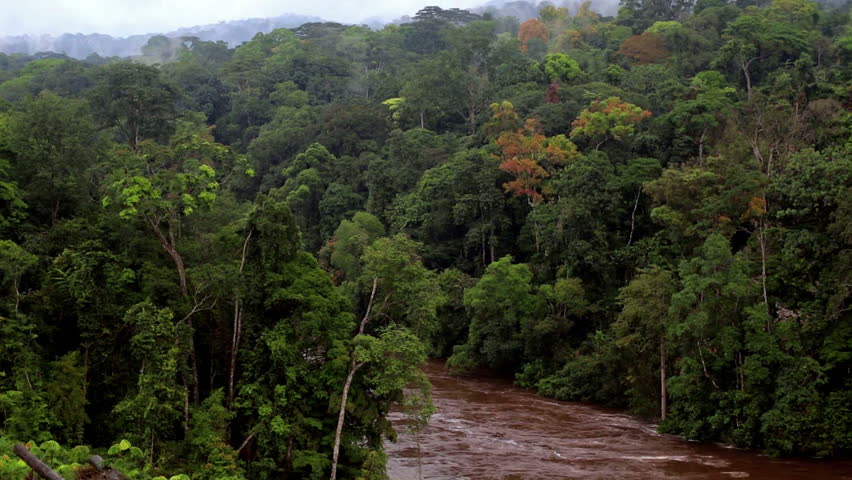 Jungle. River. Africa. The River In The Jungle. Equatorial Guinea ...