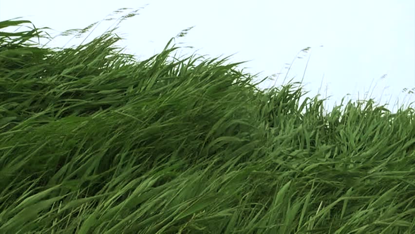 Medium Shot; Tall Grass Blowing In The Wind, Neutral Gradient. Stock ...