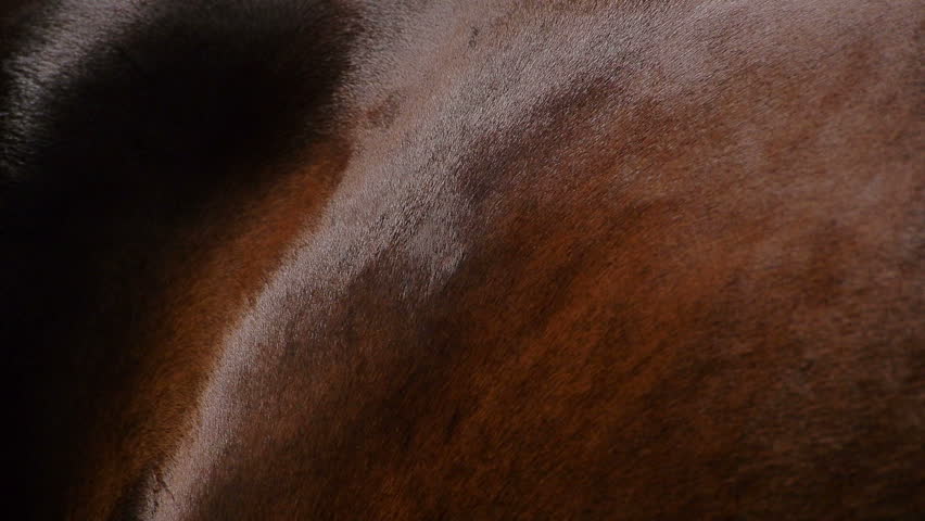 A Close-up Of Beautiful Brown Horse Fur With Light Reflection Stock ...