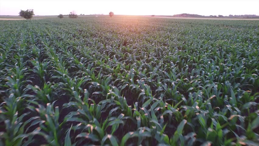 Aerial View Of Corn Field On Sunset Stock Footage Video 10413350 ...