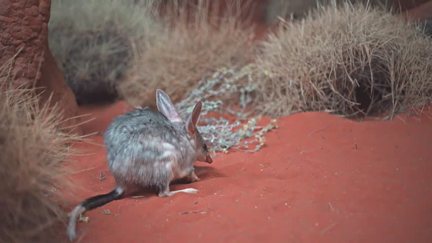 Bilbies, Greater Bilby (Macrotis Lagotis) Near Burrow In Red Desert ...