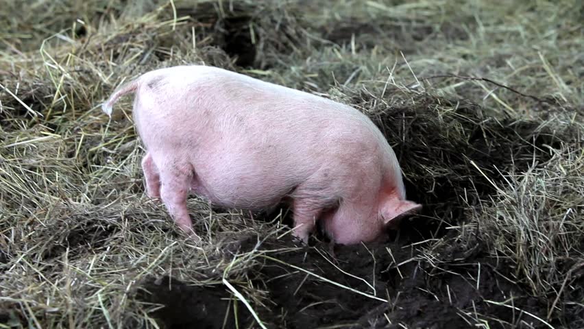 Red Pig In A Backyard, Digging In The Snow. Stock Footage Video 3264037 ...