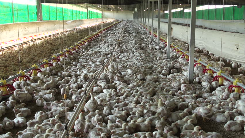 Intensive Factory Farming Of Chickens In Broiler Houses,South Africa ...
