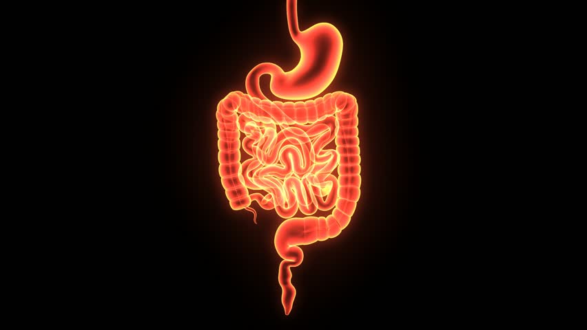 Small Intestine Stock Footage Video 7833877 - Shutterstock