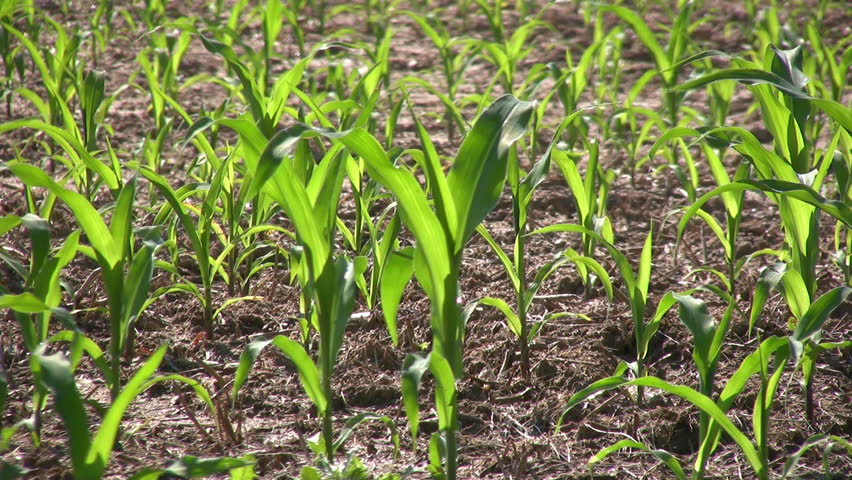 Baby Corn Montage. Agriculture. Stock Footage Video 1101229 - Shutterstock