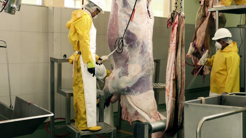 Butchers Working In A Medium Sized Slaughterhouse Or Abattoir ...