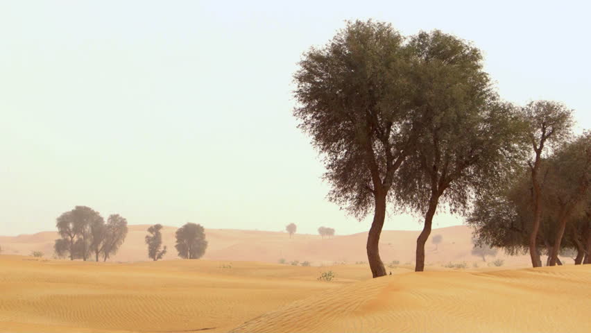 A Static Shot Of A Group Of Ghaf Trees In The Desert In Dubai In The ...