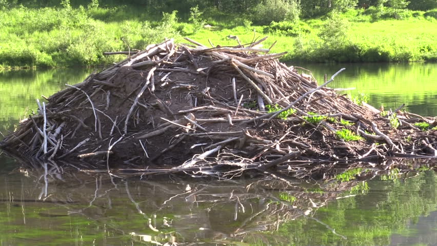 Beaver House Stock Footage Video - Shutterstock