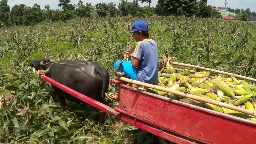 LAGUNA, PHILIPPINES - AUGUST 27, 2015: Corn Harvesters Hurling Corn ...