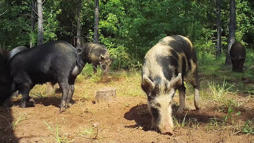 Wild Boar (Sus scrofa) or wild pigs, leaving Georgia swamp to raid ...