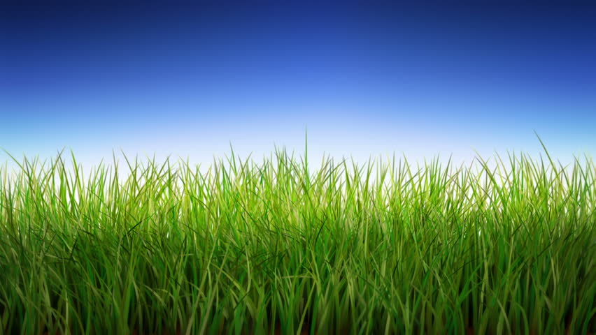 Grass Waving In Wind Stock Footage Video 1205269 - Shutterstock