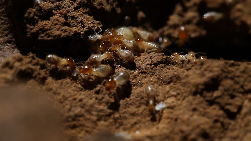 Thorny Devil Eating Ants In Australian Desert Stock Footage Video ...