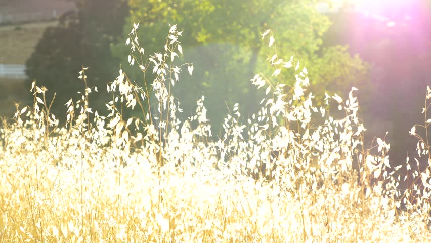 Sun Shining Through Trees And Plants In The Country. Stock Footage ...