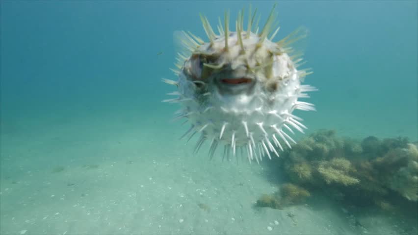 Pufferfish Puffed Up. A Blowfish Or Globefish Or Porcupine Fish. It ...