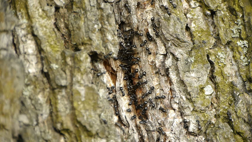 HD - Ant Nest In The Tree Stock Footage Video 1260739 - Shutterstock