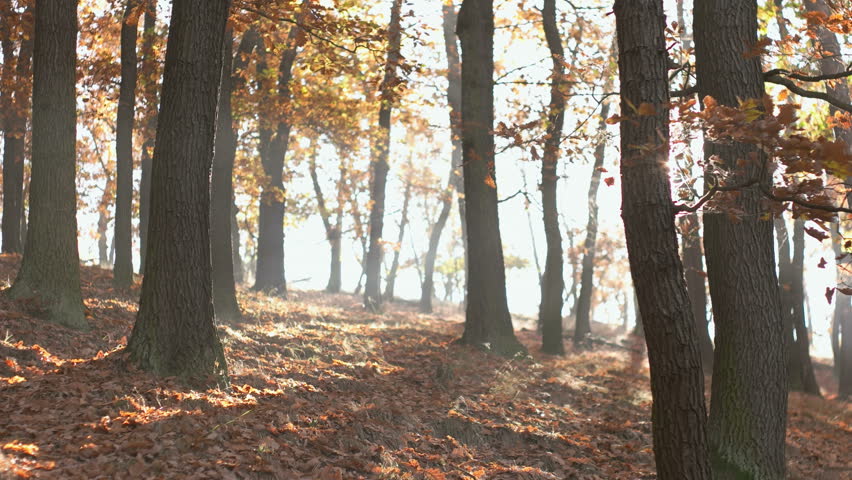 Static Look At Calm Tranquil Forest Scene With Leafs Falling In The ...