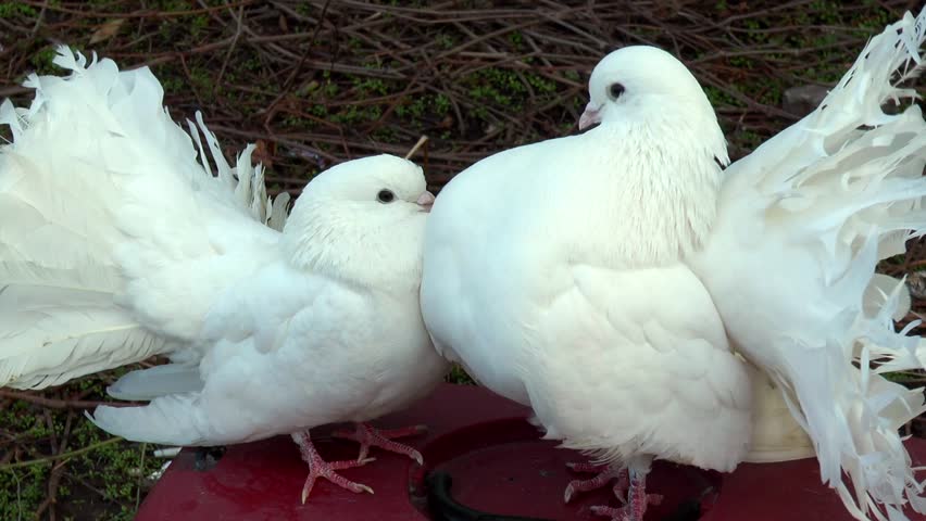 White Pigeon Stock Footage Video - Shutterstock
