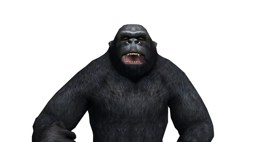 Chimp & Chimpanzee Pounding Chest Show Strength,Endangered Wild Monkey ...