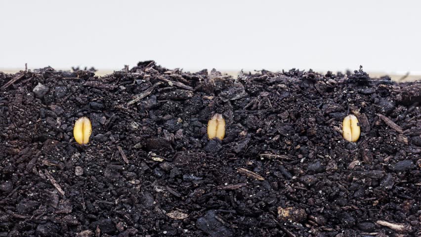 3 Grain Seeds Growing Growing From Soil, Underground And Overground ...