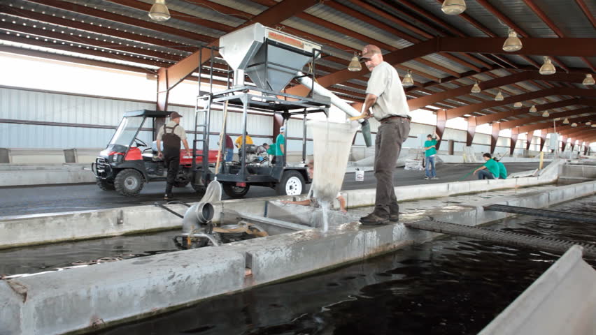 The Lifetime Of A Tropical Fish: How You Can “Pick” Fish – The ...