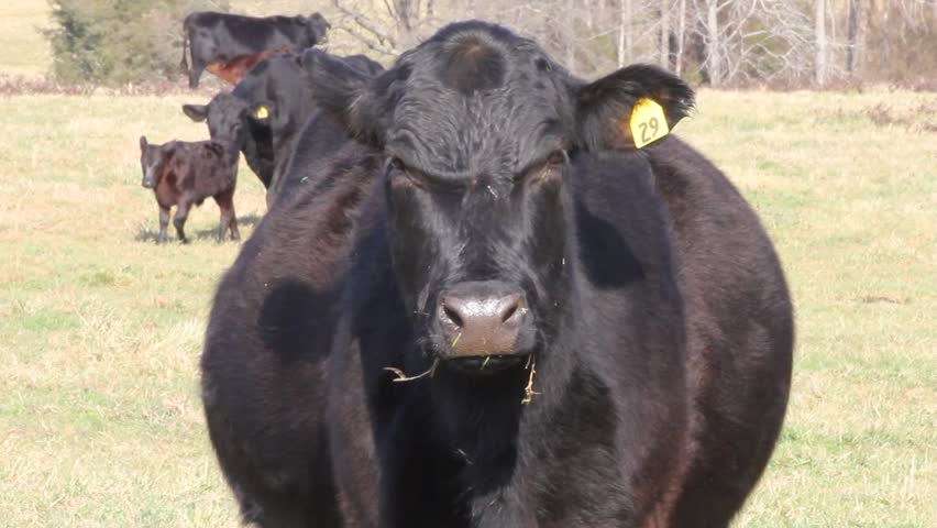 Closeup Of Big Black Cow On A Windy Day Stock Footage Video 1818068 ...