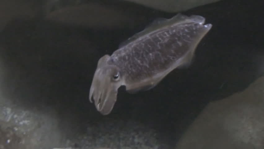 Small Cuttlefish In A Fish Tank Stock Footage Video 1838026 - Shutterstock