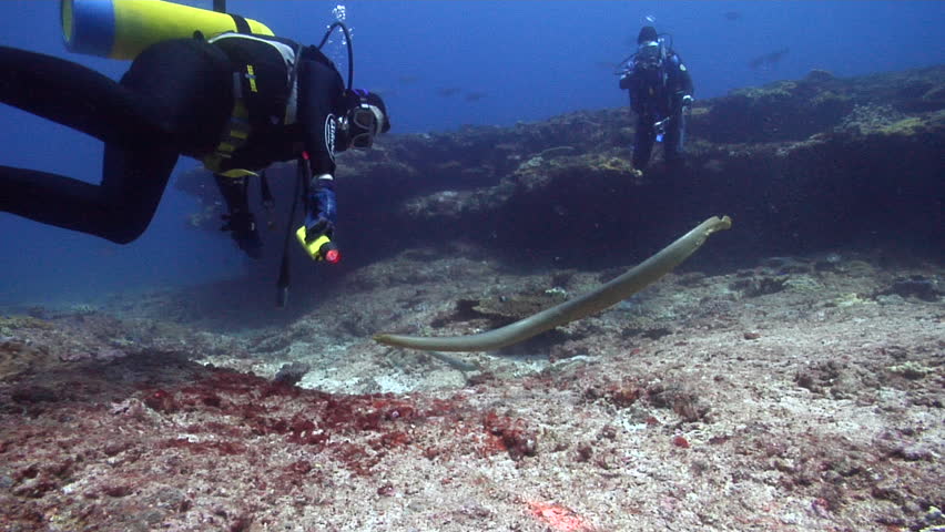 Olive Sea Snake Aipysurus Laevis Swimming Underwater In Australia