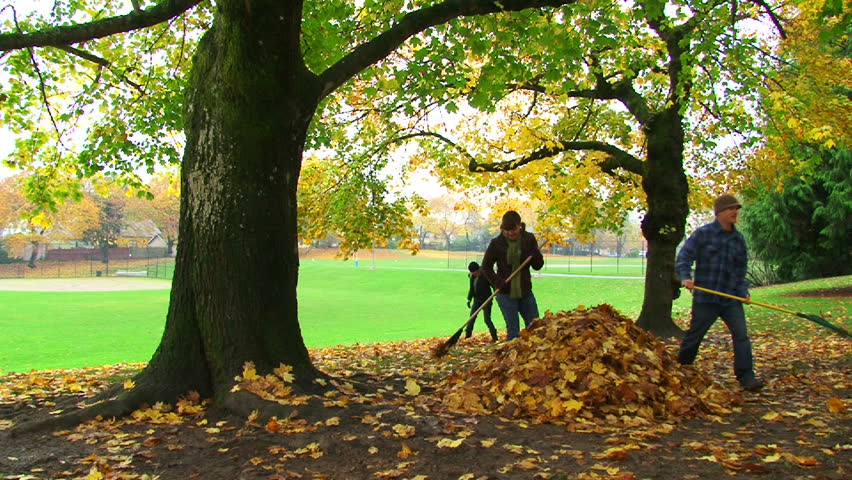 A Couple Of People Rake Fallen Leaves From Large Tree Into Pile During ...