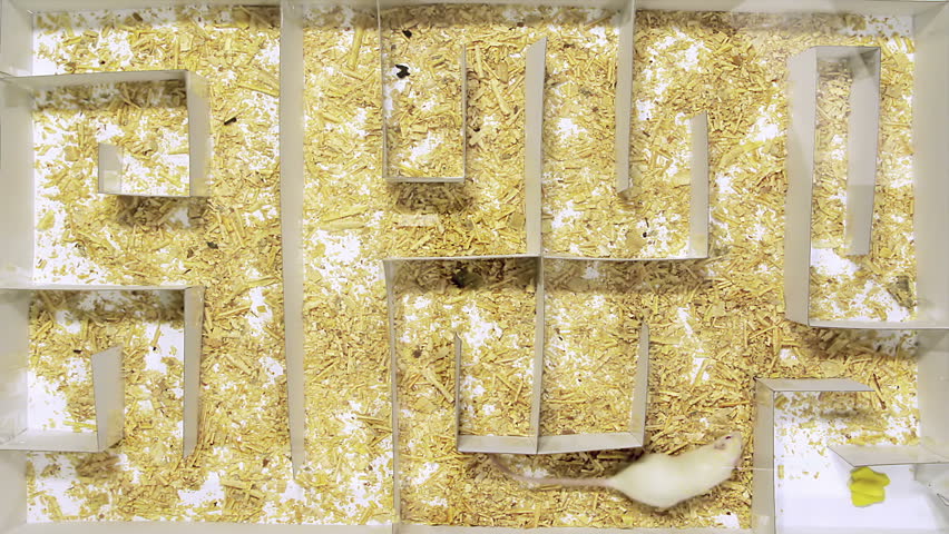 Rat Maze Time Lapse 24p (HD). - HD stock footage clip