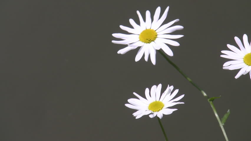 Falling Daisy Wallpaper