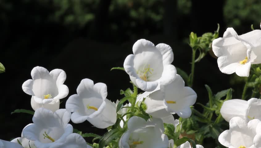 White Bell Shaped Flower Stock Footage Video 2729669 - Shutterstock