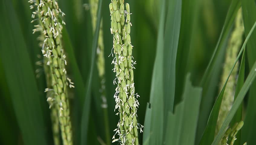 Blooming Rice Flower In Summer In South East China, Rice Start Blooming ...
