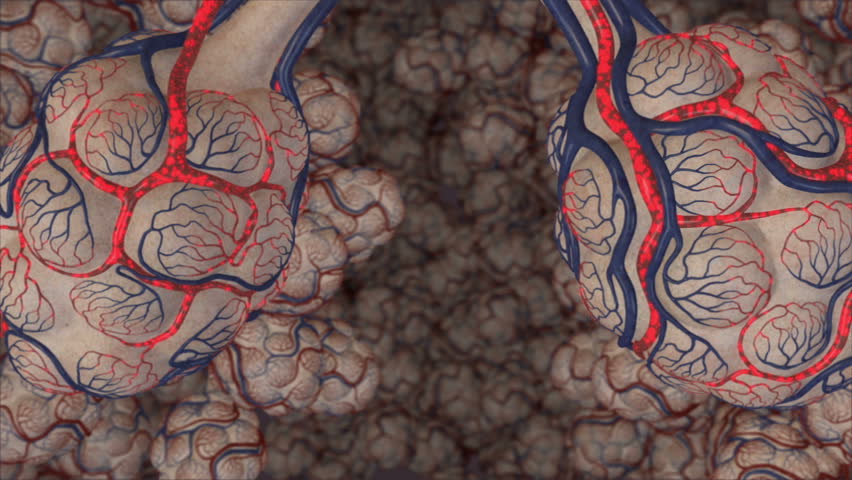 Pulmonary Capillaries Location