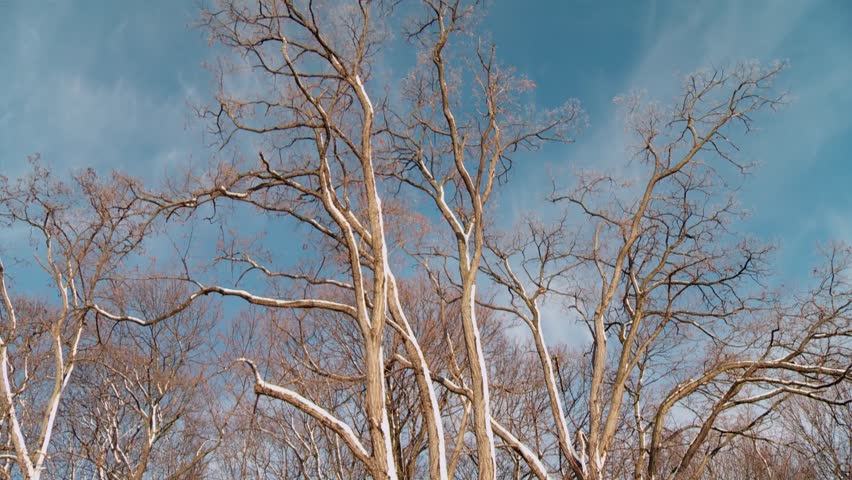 Salamanca Tree