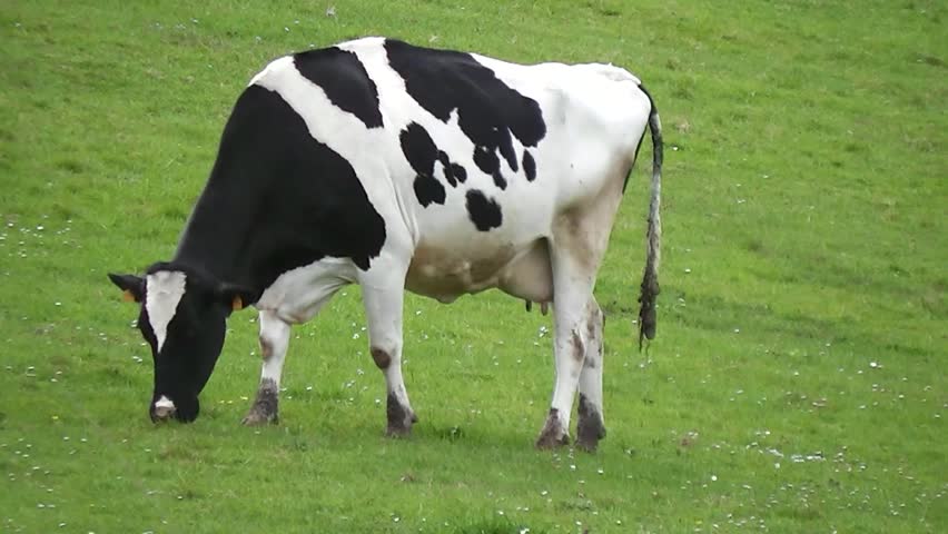 Cows Eating Grass Stock Footage Video - Shutterstock