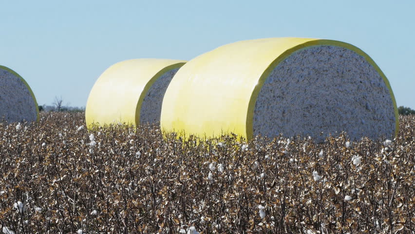 Round Modules Of Harvested Cotton Stock Footage Video 3964621 ...
