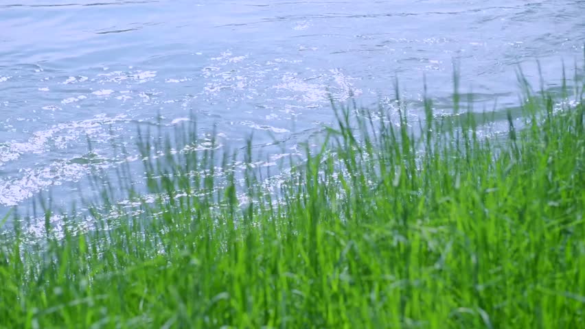 The Grass On The River Bank Stock Footage Video 3992524 - Shutterstock
