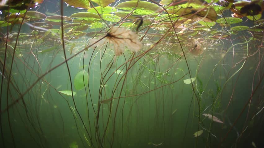 Lily Pads, Along With Other Aquatic Vegetation, Grow On Spindly Stems ...