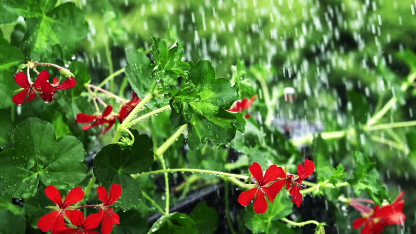 Falling Rain In Flower