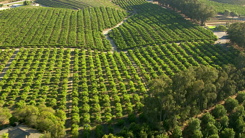 Aerial Shot Of Orange Groves And Farm Land Videos de metraje en stock ...