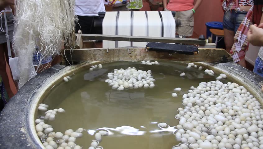 Silkworm Cocoon On Silk Mill. Silk-reeling Establishment Stock Footage ...
