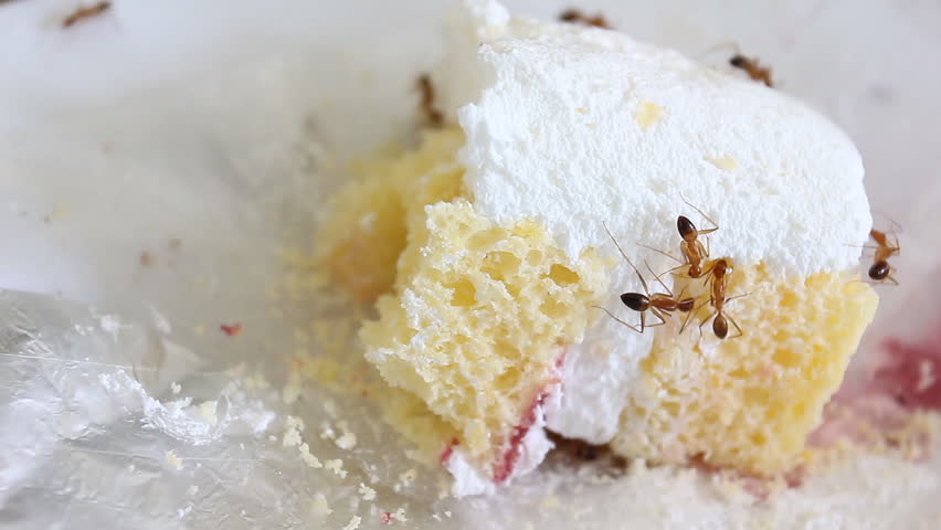 Ant Eating Cake Stock Footage Video 4691999 - Shutterstock