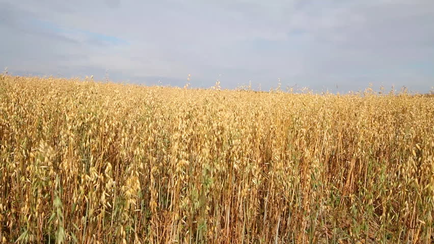 Oats Growing In A Farmers Field HD Stock Footage. Oat Crops Ready To Be ...