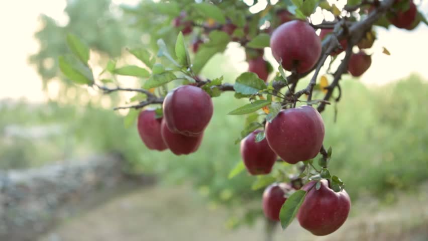 Apple Farm In Marpha, Mustang, Nepal. Stock Footage Video 4819187 ...
