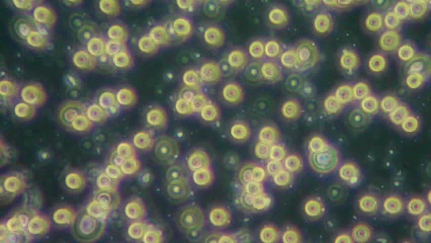 Healthy Blood Cells Under Microscope